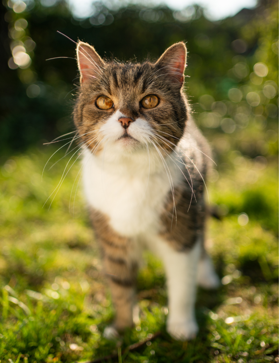 Payment Options | Chateau Dog & Cat Hospital