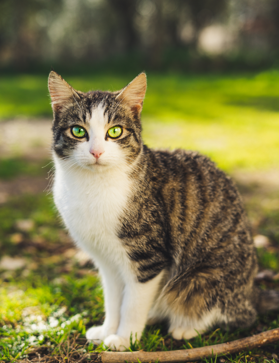 New Pet Form Chateau Dog & Cat Hospital | Chateau Dog & Cat Hospital